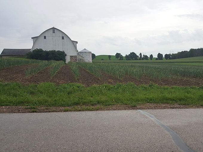 Wisconsin's agricultural heritage stands proud against rolling hills – this garlic farm tells a story of dedication.