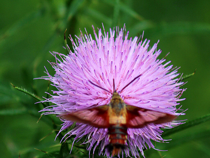 Nature's hummingbird impersonator! This clearwing moth hovers with the precision of a helicopter pilot at a thistle buffet.