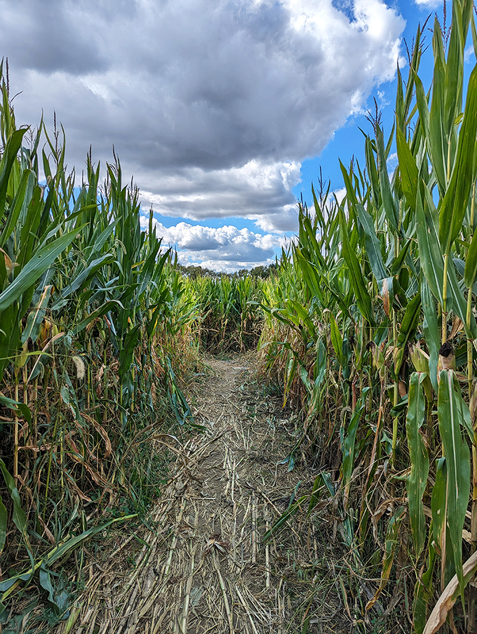 At Irons Fruit Farm, corn mazes transform agriculture into adventure, creating puzzles you solve with your feet instead of pencils.