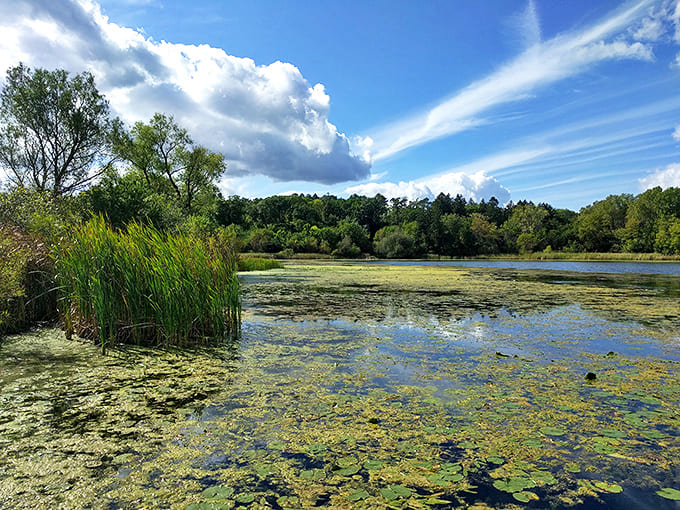 Mirror-like waters capture clouds and cattails in equal measure, creating a double world where reality meets reflection.