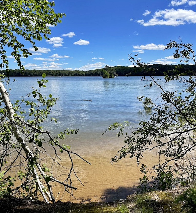 A hidden cove reveals itself through birch branches, promising solitude and that rare feeling of discovering something truly special.
