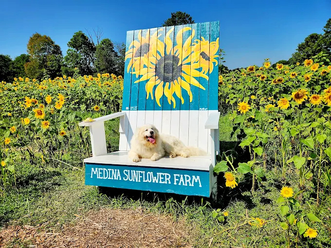 Even dogs appreciate the farm's charm! This fluffy visitor takes a royal seat on the oversized sunflower bench.