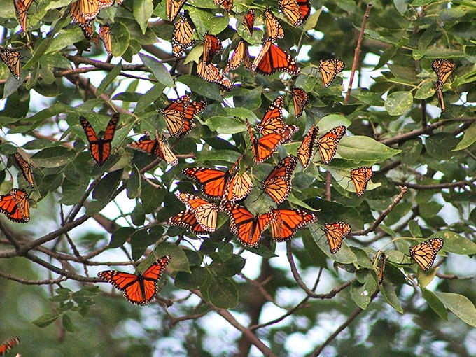 Nature's stained glass window &ndash; monarch butterflies transform tree branches into living art during their miraculous migration journey.