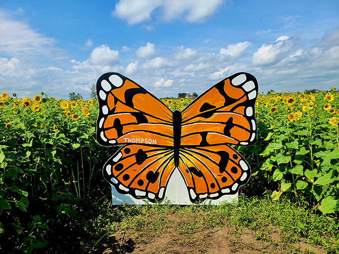 Nature's perfect artwork: A vibrant monarch butterfly cutout provides the ideal photo spot among Thompson Farm's golden blooms.