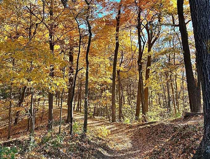 Forest paths that look this inviting make you wonder why anyone chooses treadmills when this exists just outside.