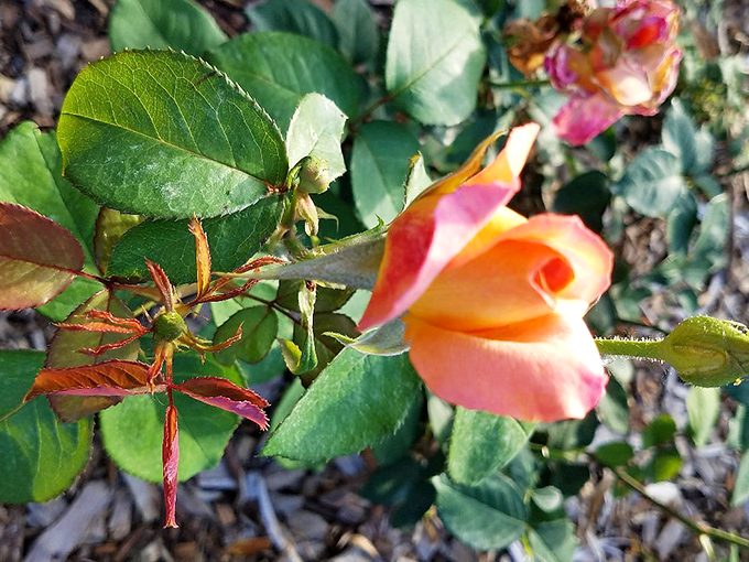 This Peace rose shows off its peachy-pink perfection, proving that some flowers are just natural-born show-offs and we're all better for it.