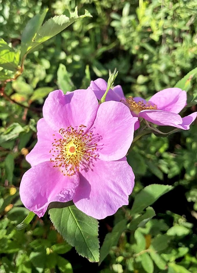 This wild rose blooms with the kind of effortless beauty that makes cultivated garden flowers look like they're trying too hard to impress.