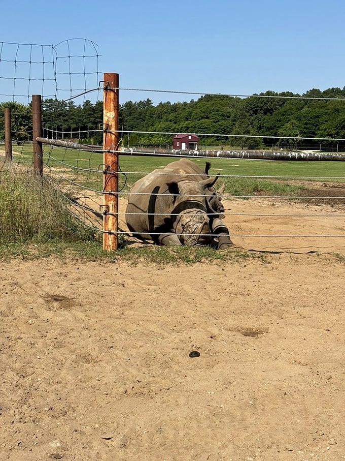 This massive rhino might look imposing, but at Shamba Safari, it's just another Wisconsin resident enjoying a sunny afternoon.