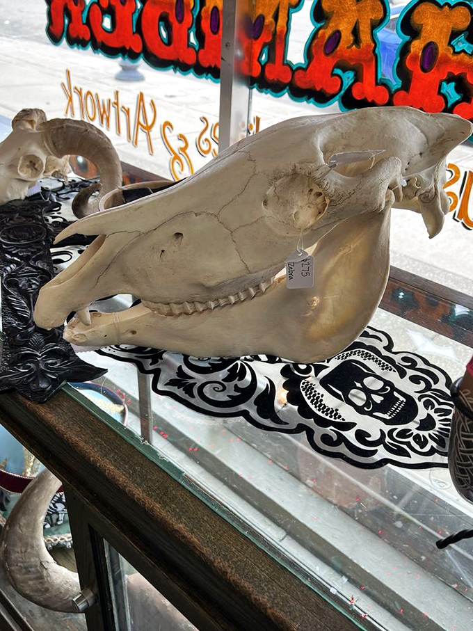 This cow skull brings serious Western vibes to an otherwise gothic atmosphere, like a cowboy who crashed a vampire convention and decided to stay.