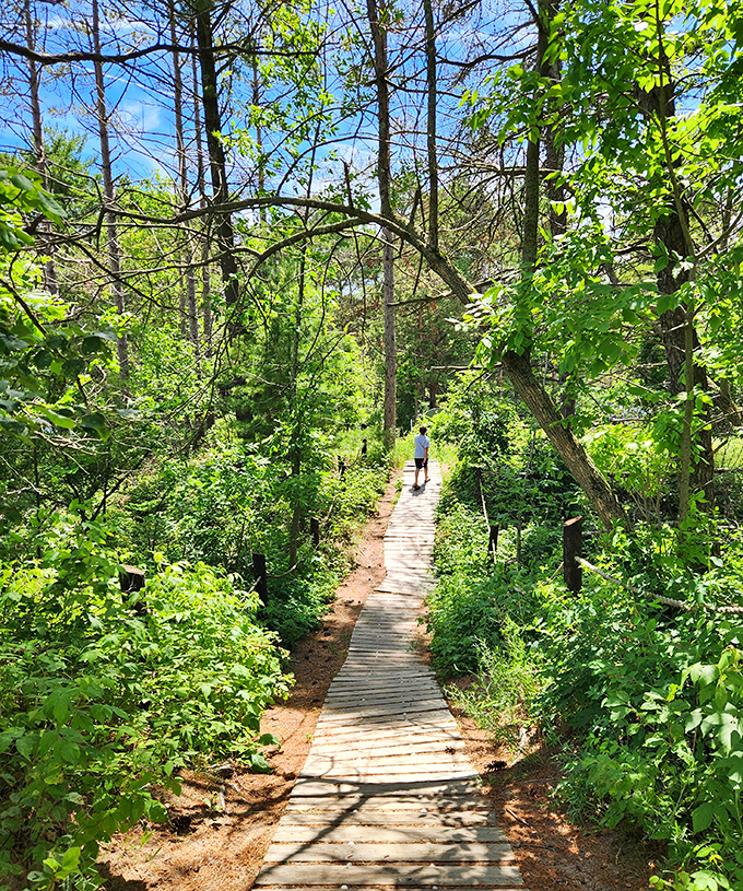 Dappled sunlight plays hide-and-seek on this forest boardwalk, creating nature's own light show.