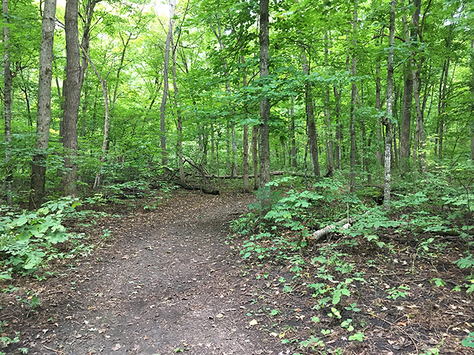 The trail beckons with promises of discovery, each bend revealing new wonders in this woodland paradise.