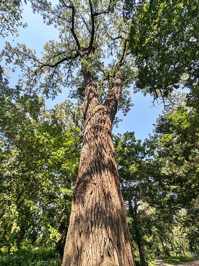 Towering sentinels of the forest reach skyward, their ancient trunks telling silent stories of generations who've sought shade beneath their sprawling canopies.