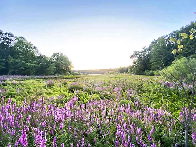 Purple blooms stretch toward the horizon, nature's own lavender field without the trip to Provence. Michigan magic at its finest!