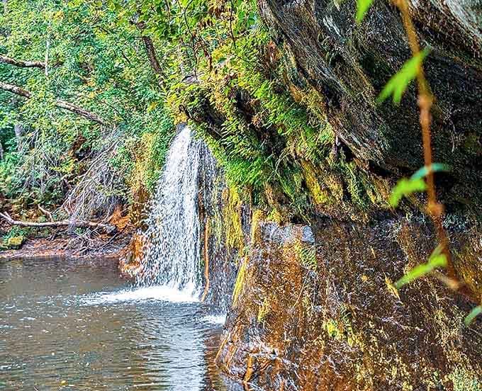 Sunlight dances through the trees, illuminating the moss-covered rock face where water has carved its patient path for centuries.