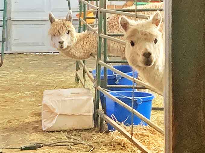 Those faces could melt the coldest heart, making even the grumpiest visitor crack a smile within seconds of arrival.