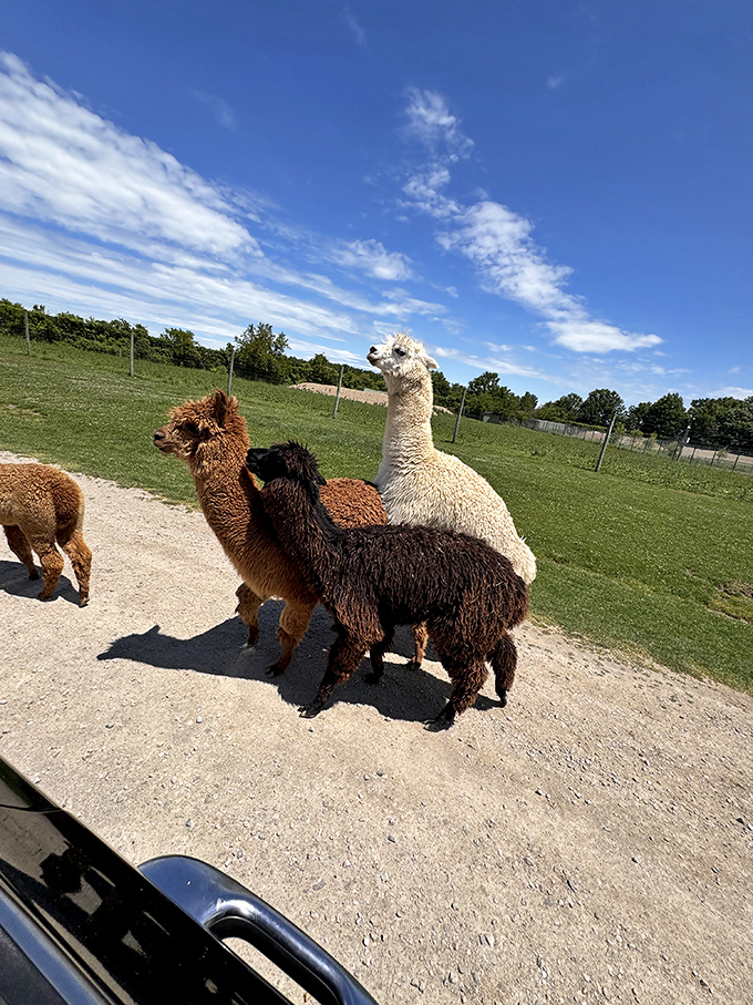 These fluffy ambassadors with their inquisitive expressions and luxurious coats seem to pose the eternal question: "Got snacks?"
