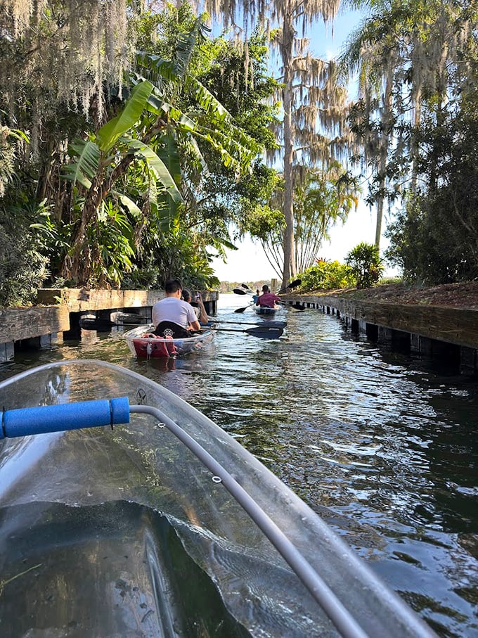 Tropical splendor: Spanish moss dangles like nature's decorations above the canal, where banana plants add a touch of exotic flair.
