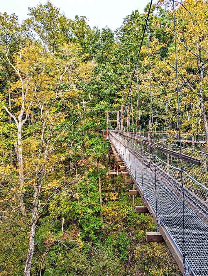 Walking among treetops feels like stepping into a childhood fantasy, where every turn reveals another leafy secret waiting to be discovered.