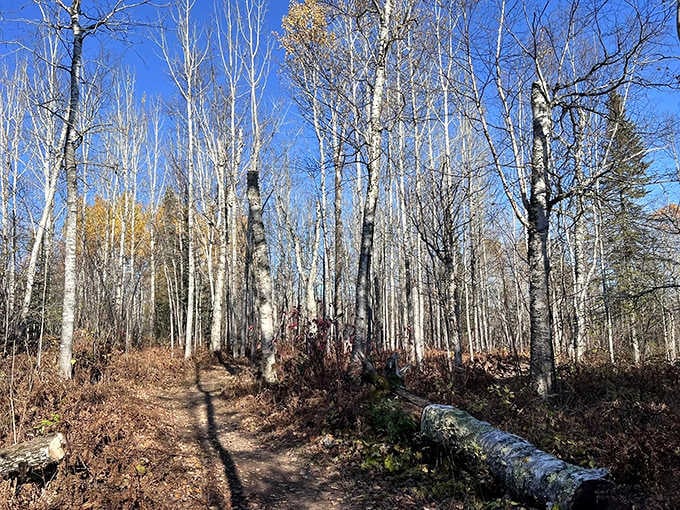 The trail narrows between white birch sentinels, their paper-thin bark peeling like nature's own artistic installation.