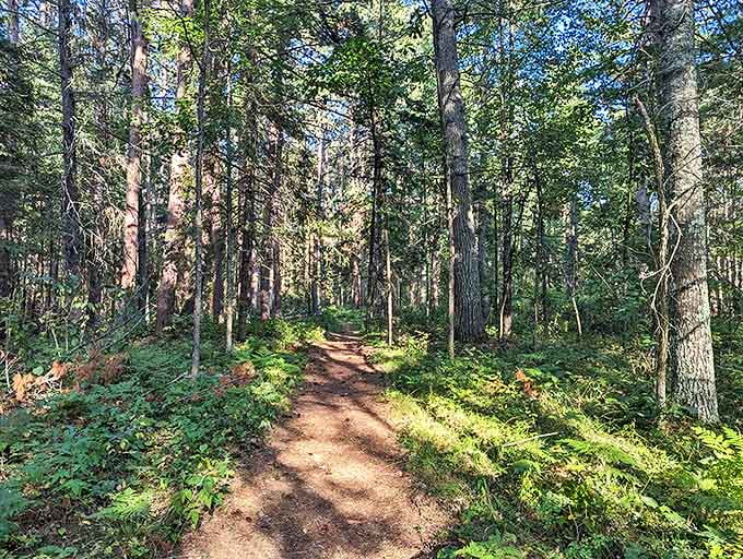 Nature's green hallway invites exploration, the narrow trail a thread of human presence in this tapestry of wilderness.