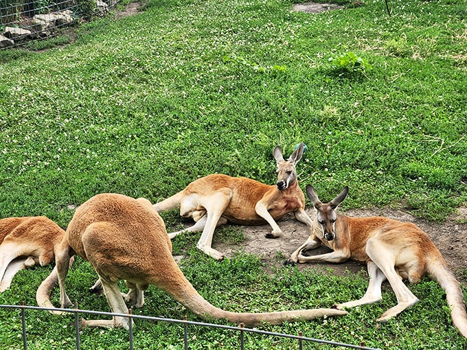 Lounging kangaroos seem perfectly at home in Illinois, their relaxed posture belying their exotic origins thousands of miles away.