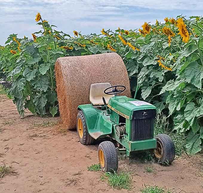 Vintage charm meets floral splendor – this John Deere tractor resting among towering sunflowers tells the story of American farming heritage.