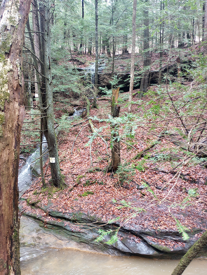 Discover the hidden magic of Corkscrew Falls, where gentle water flows over ancient rocks in this serene forest retreat.