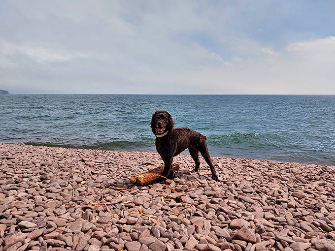Even four-legged explorers can't resist the allure of Lake Superior's singing shore &ndash; though they're less interested in geology than splashing.