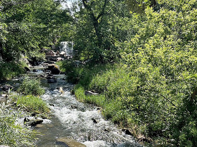 The stream below Winnewissa meanders through lush greenery, whispering secrets to those who pause long enough to listen.
