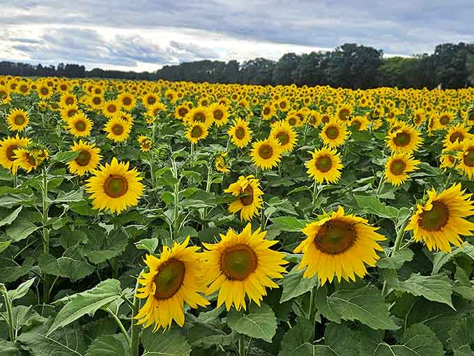 Nature's most enthusiastic audience &ndash; sunflowers turn their faces in unified adoration toward the sun, creating a sea of golden optimism.