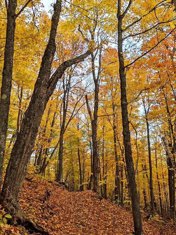 Looking up through nature's cathedral &ndash; towering maples create a golden canopy that filters sunlight into magical beams.