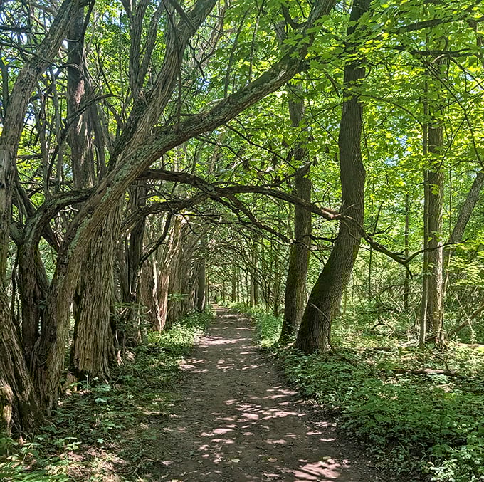The tunnel's natural architecture creates perfect framing for photos – Mother Nature showing off her impeccable design skills with every twisted branch.