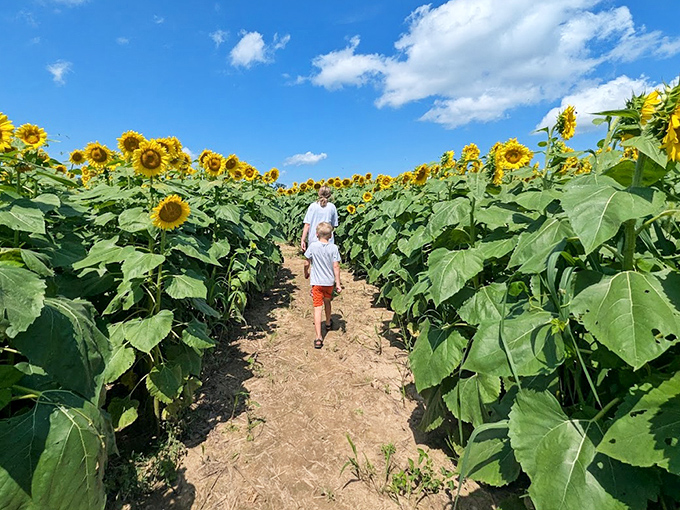 Children navigate the sunflower pathways, their laughter rising above the stalks like the happiest game of hide-and-seek ever invented.