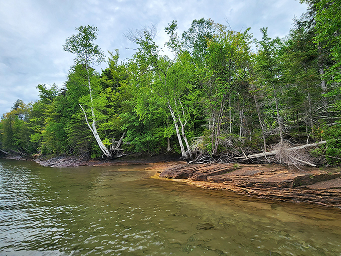Nature's waterfront property: where birch trees lean curiously toward the lake, as if they too can't resist Superior's magnetic pull.