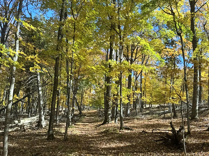 Fall's golden touch transforms Fayette's forest paths into corridors of amber light, making even a simple walk magical.