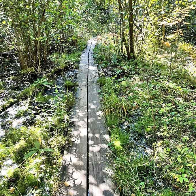 The wooden boardwalk stretches ahead like nature's red carpet, inviting explorers deeper into the emerald heart of Rock River Canyon Wilderness.