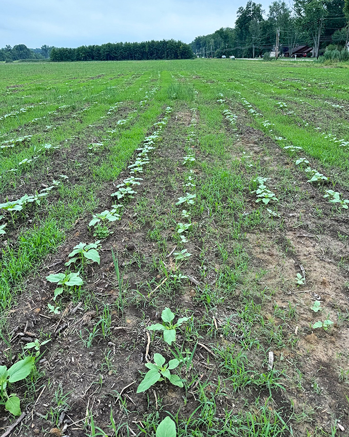 Tiny green shoots promise future glory, like a preview of coming attractions for the spectacular sunflower show ahead.
