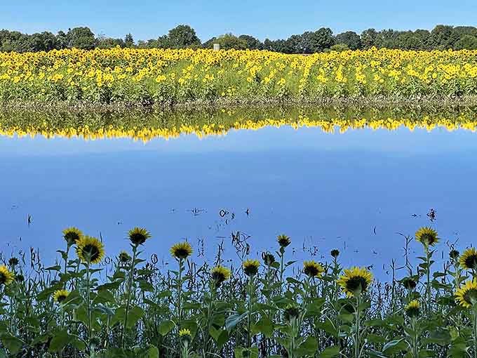 Double the sunshine as perfect reflections mirror the sunflower fields in this serene farm pond.