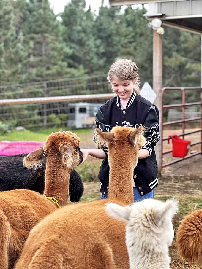 Youth meets youth as a young visitor discovers the joy of alpaca interaction. That smile says it all &ndash; alpaca therapy in action.