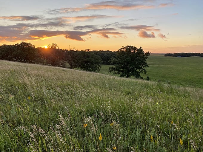 Minnesota's prairie lands put on their golden hour show, with tall grasses backlit by sunset creating a scene worthy of a premium desktop wallpaper.