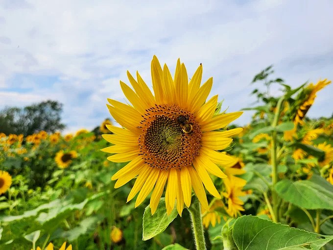 Nature's perfect partnership in action &ndash; a busy bee collects pollen while ensuring next year's blooms. Talk about a win-win!