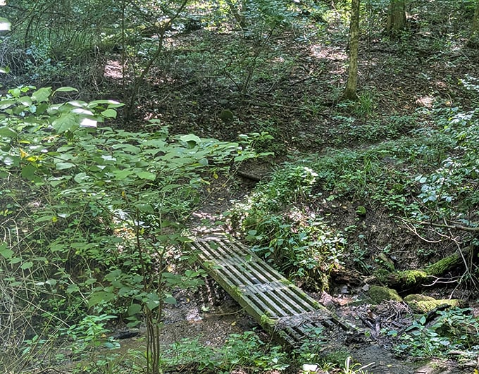 Nature reclaims its territory at the Denison Biological Reserve, where wooden bridges cross bubbling streams and hiking trails wind through lush woodland.