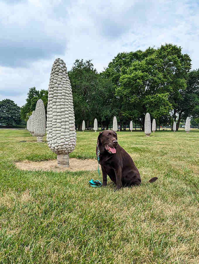 Even four-legged visitors seem captivated by the curious corn sculptures, this chocolate Lab perhaps wondering why these cobs don't smell like the real thing.