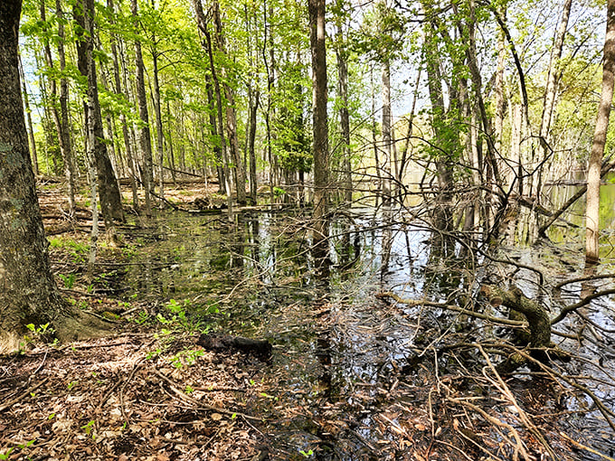 Nature reclaims its territory at Anderson Pond, where still waters mirror the forest canopy in perfect symmetry.