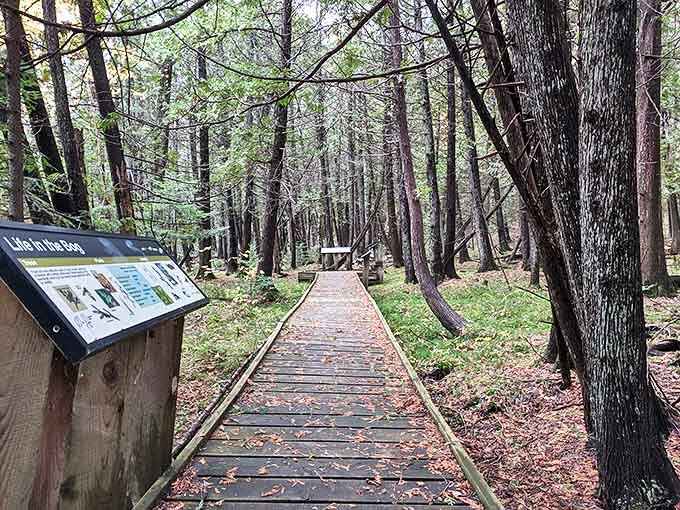 4. forest wooden boardwalk