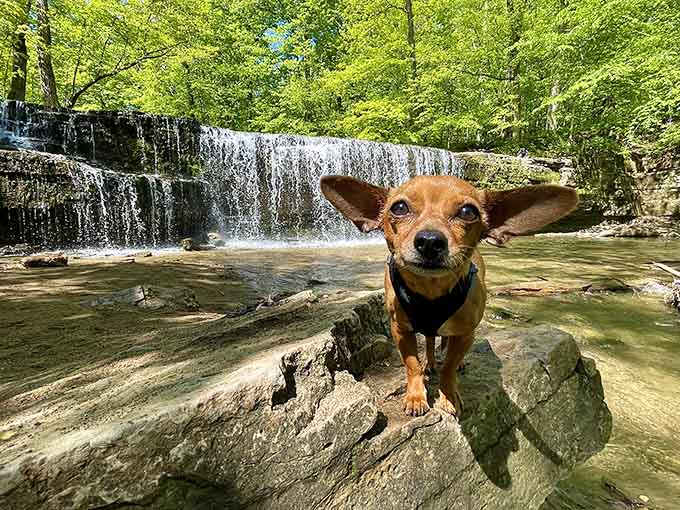 Even four-legged adventurers can't resist posing for their moment of glory, because this waterfall makes everyone look good, humans and hounds alike.