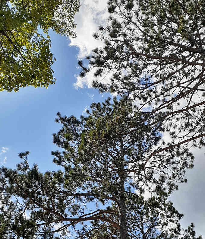 Majestic pines stand sentinel along Higgins Lake, their towering presence offering shade and that quintessential "Up North" Michigan ambiance.