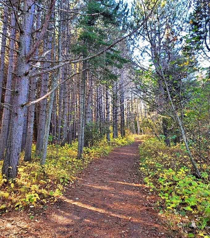 Dappled sunlight guides visitors along the forest trail, building anticipation for the geological wonder that awaits.