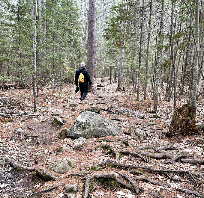 The trail winds through ancient woods where tree roots and rocks create nature's own staircase for intrepid explorers.