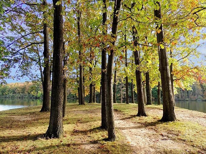 These trees in autumn put on a color show that makes you understand why people drive hours just to look at leaves.